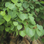 How To Use Nalpamaradi Thailam To Remove Tan | Kama Ayurveda