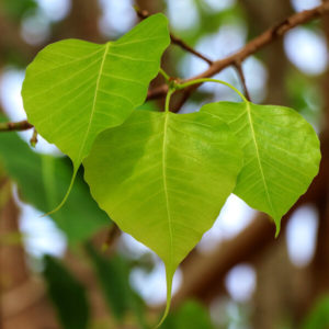 15 Health and Beauty Benefits of Peepal Tree - Kama Ayurveda