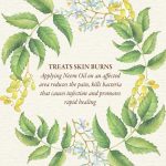 15 Incredible Benefits Of Neem Oil For Face and Skin - Kama Ayurveda
